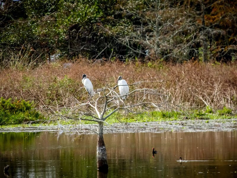 Wood storks in swamp stock photo. Image of flood, protection - 108224382