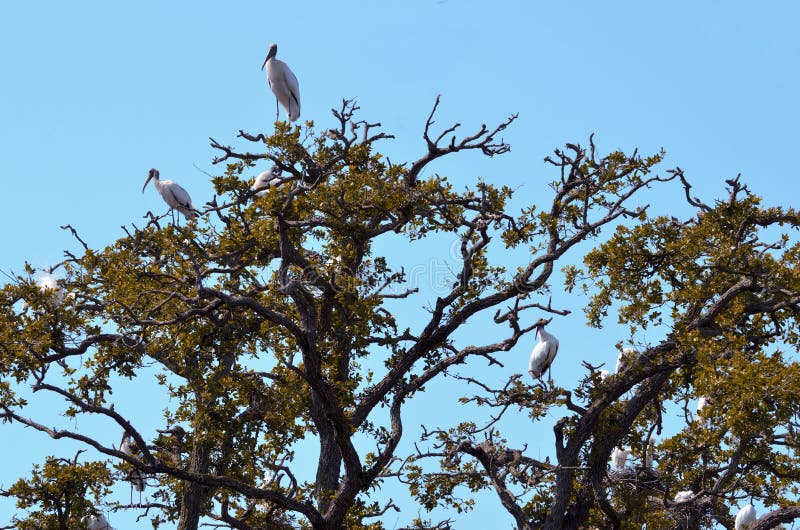 Wood storks in trees stock image. Image of ciconiidae - 31587725