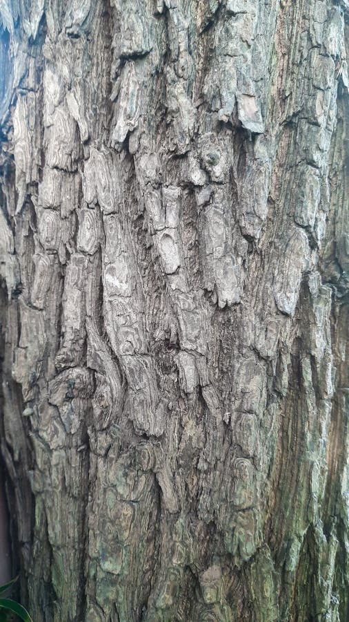 Wood Stroke Texture on the Tree Stock Photo - Image of wall, geology ...