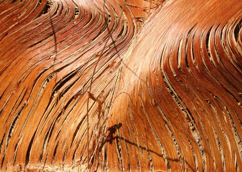 Wood Structure Picture. Image: 4789710