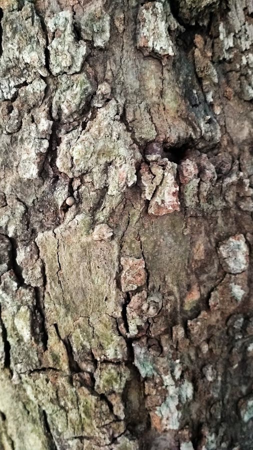 Wood Structure stock photo. Image of wood, abstract - 128234462