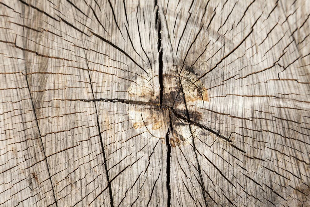 Wood Structure of a Round Trunk Stock Photo - Image of line, stump ...