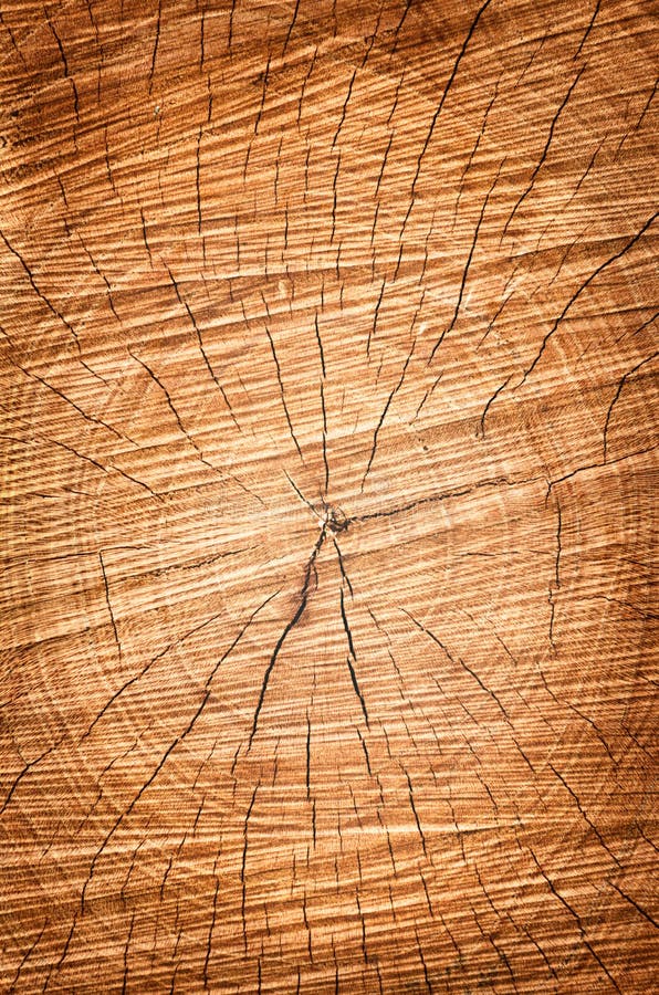 Wood Structures of a Cut Tree Stock Photo - Image of pine, history ...