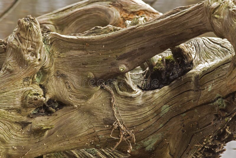 Wood stump stock photo. Image of grain, nature, forestry - 11715346