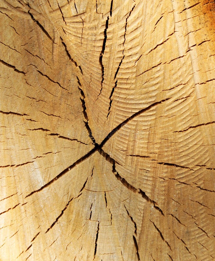 Wood stump stock image. Image of growth, closeup, dried - 15774609