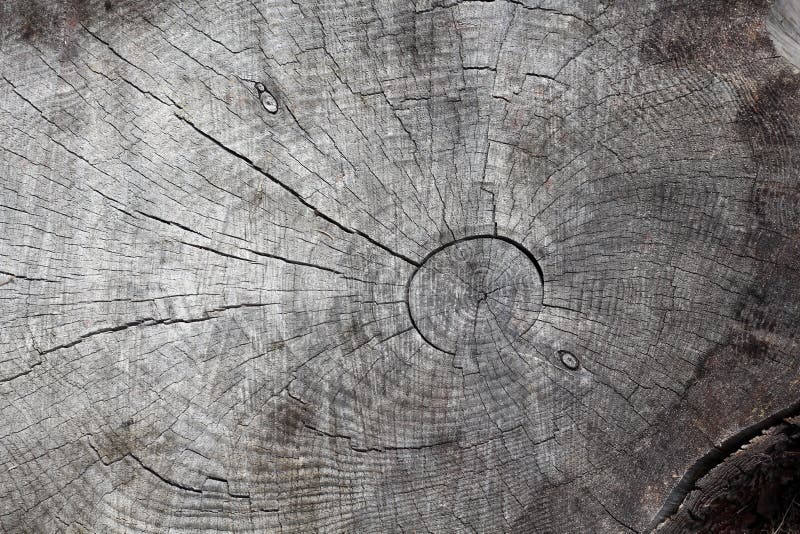Wood stump, cut at base stock photo. Image of rings, base - 76714102