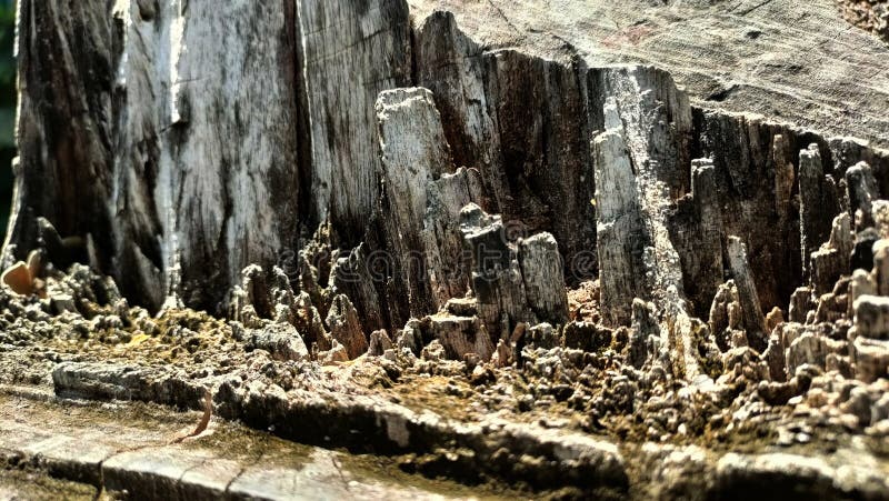 Wood stump texture stock photo. Image of trunk, plant - 223833606