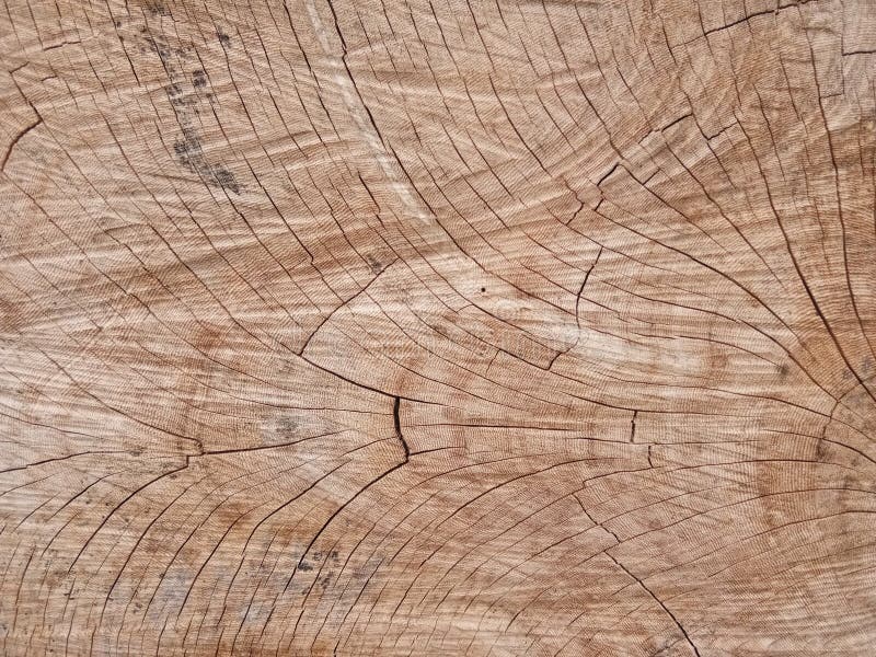 Wood stump texture stock image. Image of forest, wooden - 88315271