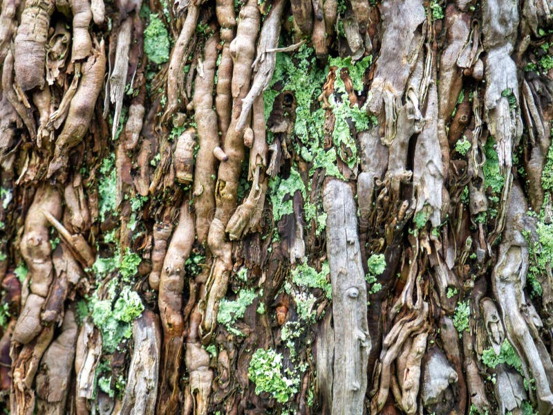 Wood Surface Background. Palm Bark. Roots on the Trunk. Uneven Natural ...