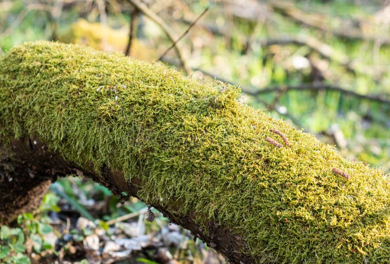 Wood Surface Covered with Moss Stock Image - Image of nature, beauty ...
