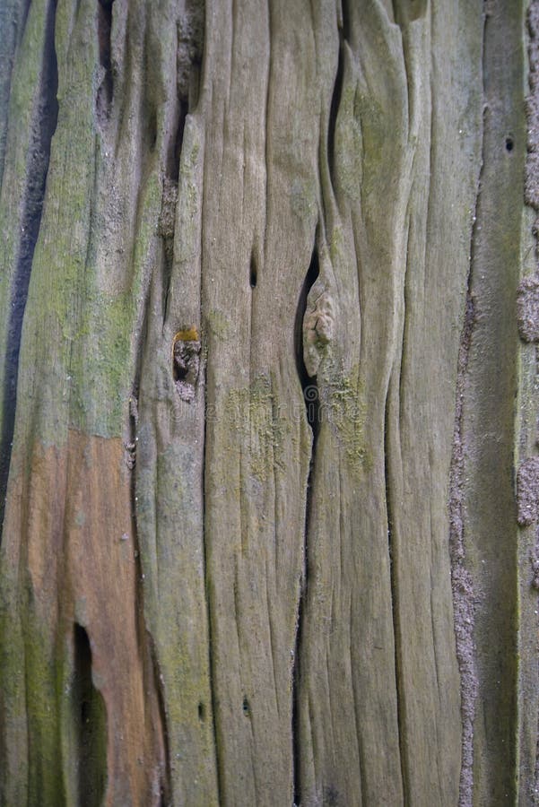 Wood Surface with Natural Crack Stock Photo - Image of breach, leak ...