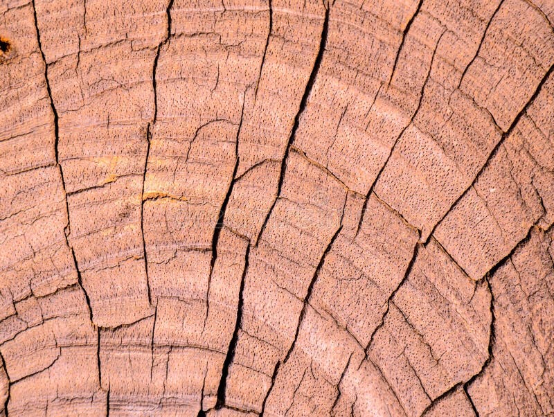 Wood Surface Texture stock image. Image of natural, element - 245955097