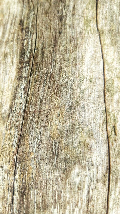 Wood Surface Texture on a Tree Stock Photo - Image of bark, tree: 220008052