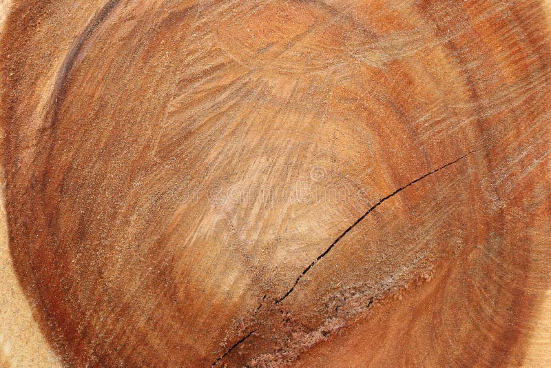 Wood surface of trunk. stock image. Image of design, wood - 70080359