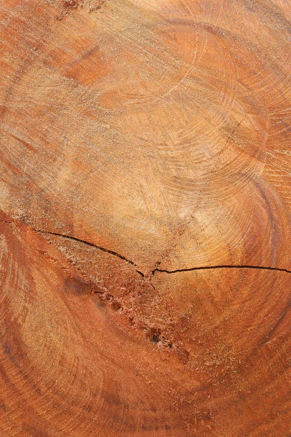 Wood surface of trunk. stock image. Image of nature, forestry - 70080545