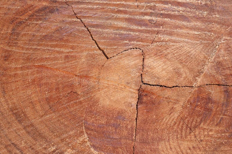 Wood surface of trunk. stock photo. Image of pattern - 71080214