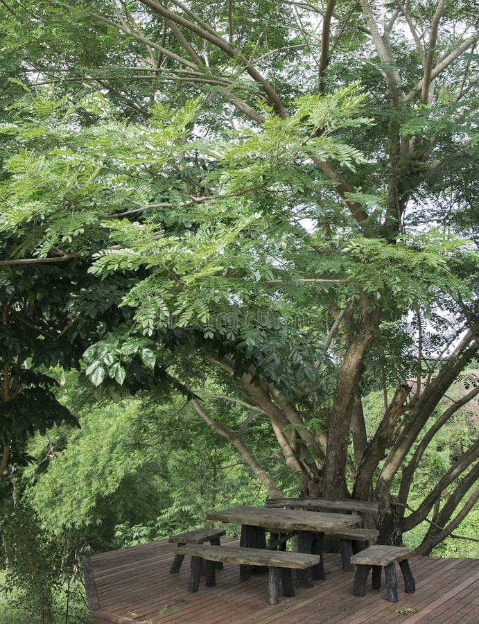 Wood Table and Chair Under Tree Stock Image - Image of park, tranquil ...
