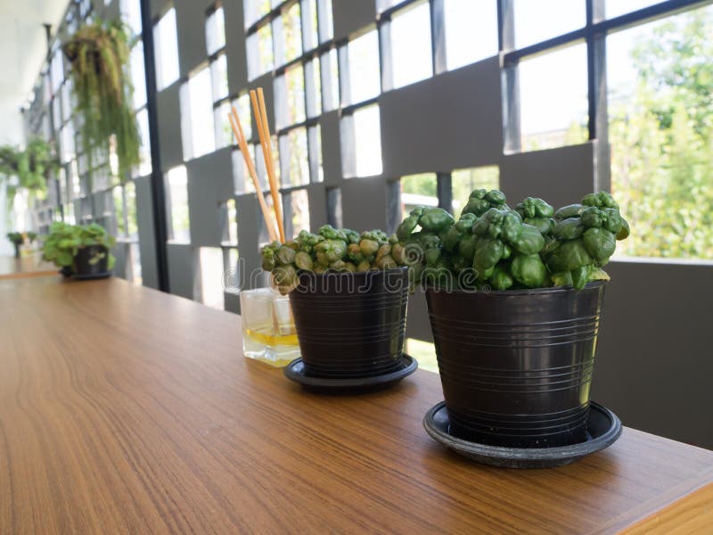 Wood Table with Green Garden Leaf Tree on Flowerpot. Stock Photo ...