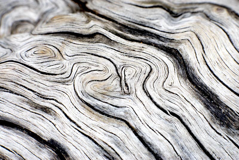 Wood taxture stock photo. Image of tree, form, abstract - 56568164