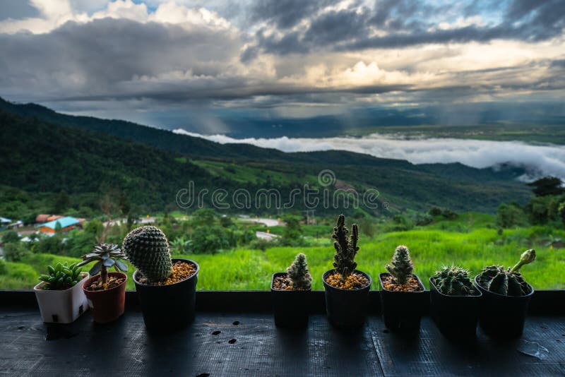 Wood Terrace Cactus and Perspective View on Forest Mountains Stock ...