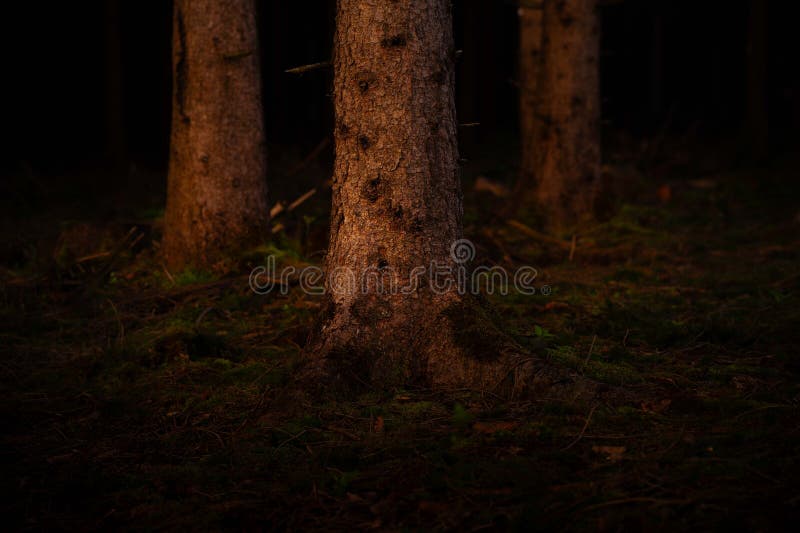 Wood, Terrestrial Plants, and Tree Trunks Silhouette in the Midnight ...