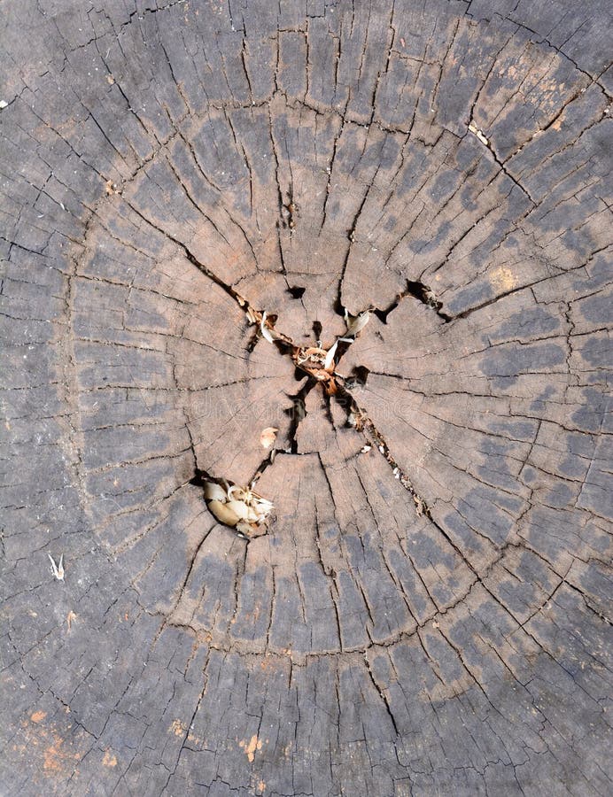 Wood text stock photo. Image of branch, tree, shape, timber - 73067190