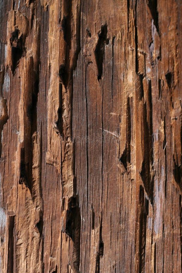 552 Platan Texture Stock Photos - Free & Royalty-Free Stock Photos from ...