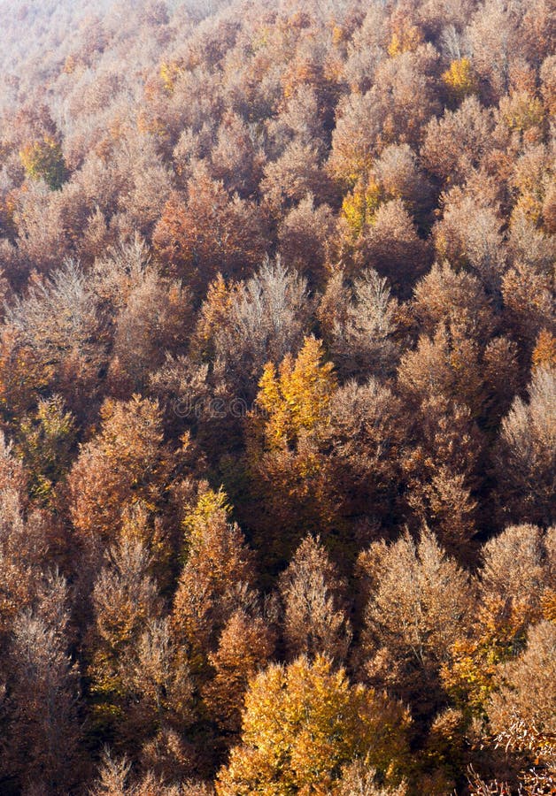 Autumn tree stock photo. Image of autumn, tree, scene - 109362938
