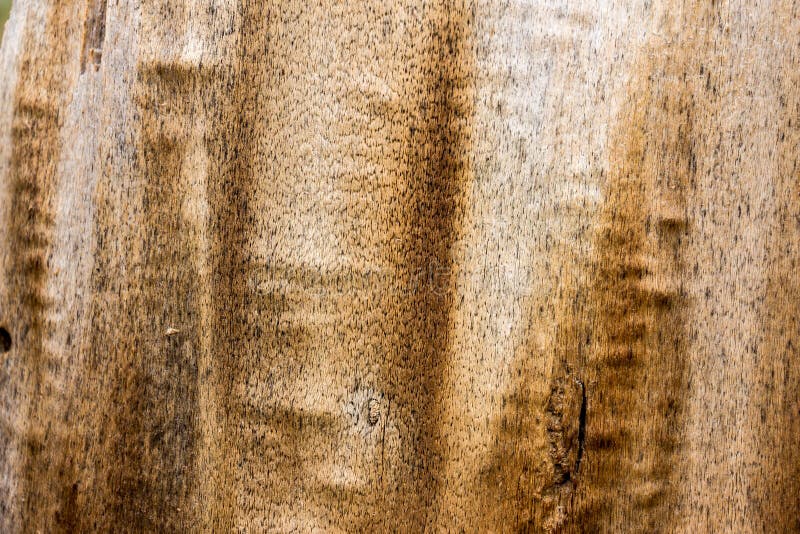 Wood Texture Background Close Up 3 Stock Illustration - Illustration of ...