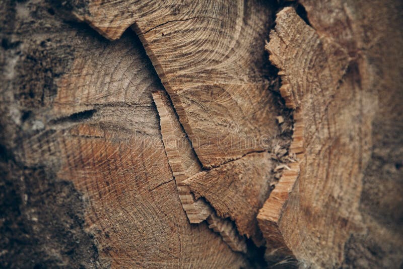 Wood Texture and Background. Cut Tree Trunk Texture. Macro View of Cut ...