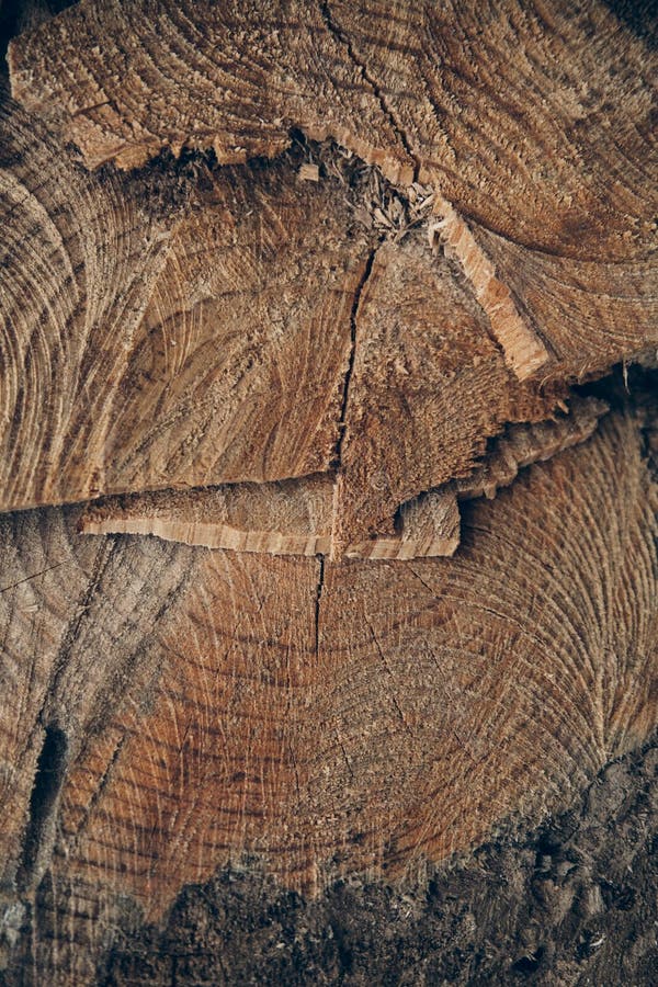 Wood Texture and Background. Cut Tree Trunk Texture. Macro View of Cut ...