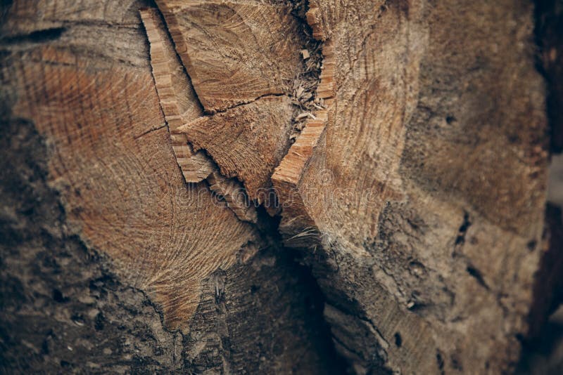 Wood Texture and Background. Cut Tree Trunk Texture. Macro View of Cut ...