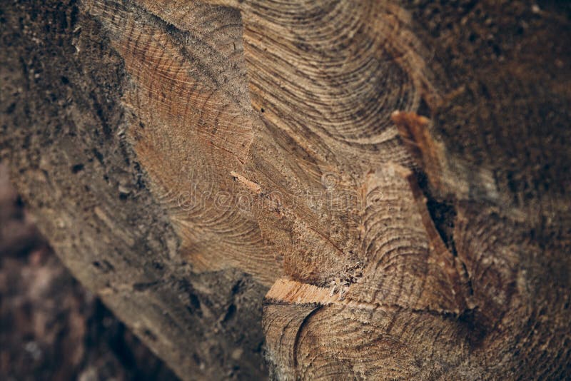 Wood Texture and Background. Cut Tree Trunk Texture. Macro View of Cut ...