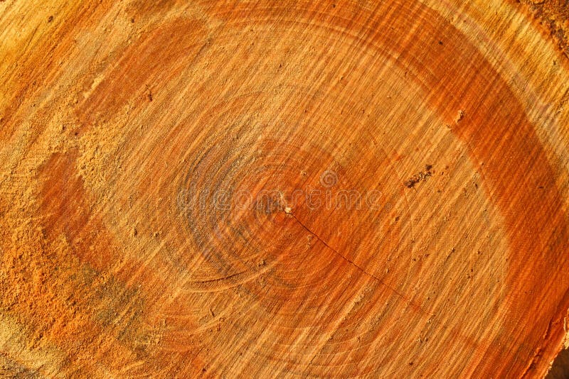 Wood Texture Background of a Cut Tree Stock Image - Image of brown ...