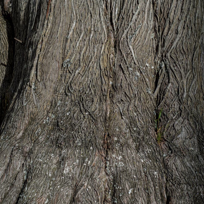 Wood Texture and Background of a Cypress Tree Stock Photo - Image of ...