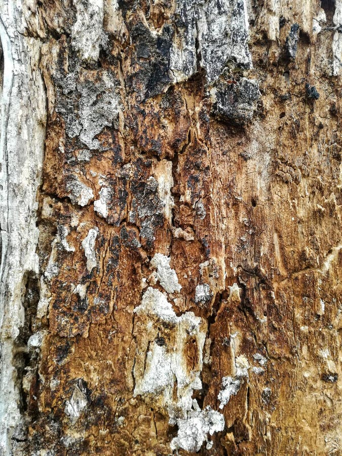 Wood Texture for Background and 3D Objects Stock Photo - Image of ...