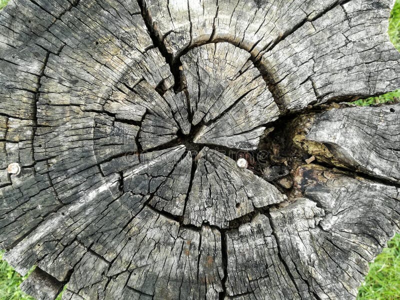 Wood Texture for Background and 3D Objects Stock Photo - Image of stump ...
