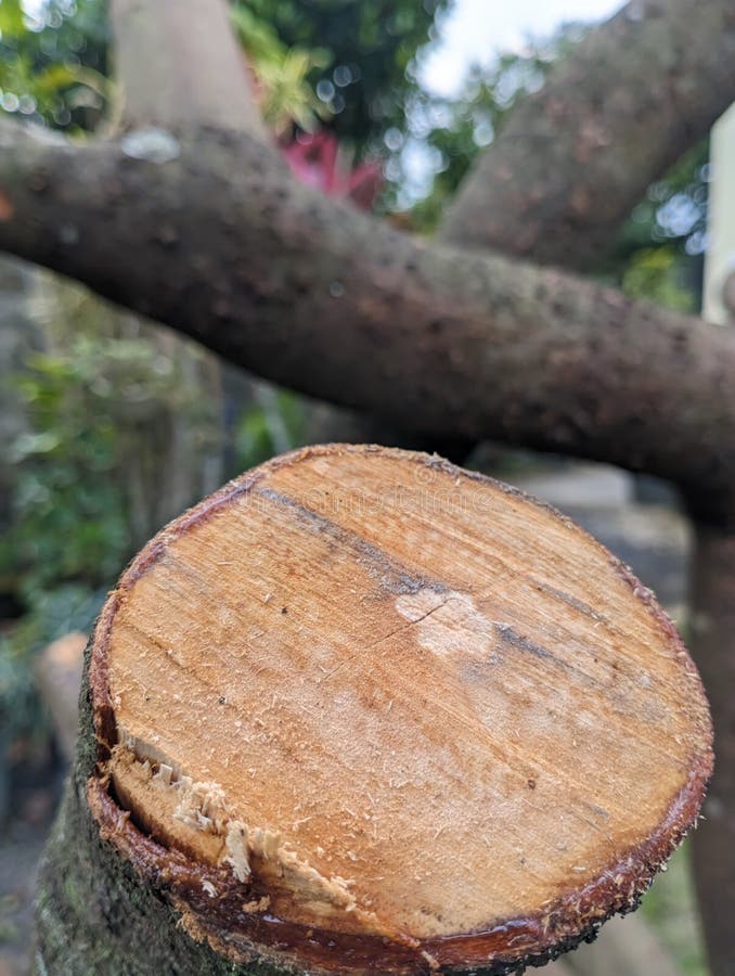 Wood Texture and Background of Large Wooden Trees in the Forest Stock ...