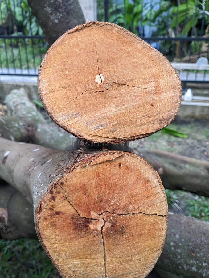 Wood Texture and Background of Large Wooden Trees in the Forest Stock ...