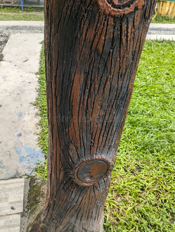 Wood Texture and Background of Large Wooden Trees in the Forest Stock ...