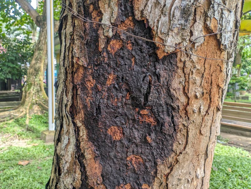 Wood Texture and Background of Large Wooden Trees in the Forest Stock ...