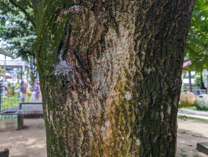 Wood Texture and Background of Large Wooden Trees in the Forest Stock ...