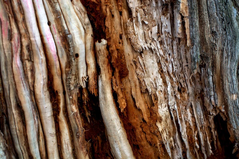 Wood Texture for Background Stock Photo - Image of trash, tree: 84878272
