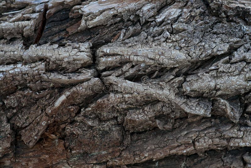 Wood texture 2 stock photo. Image of hardwood, circle - 34584160