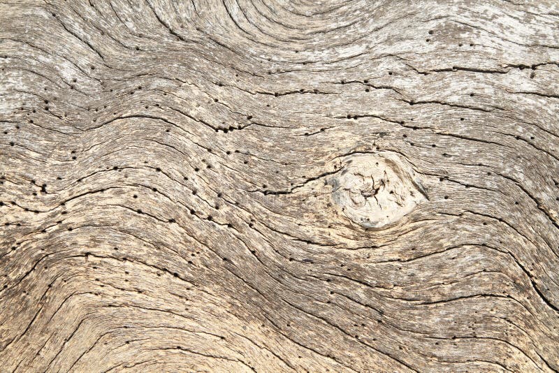 Wood texture stock image. Image of arboreal, backdrop - 52630849