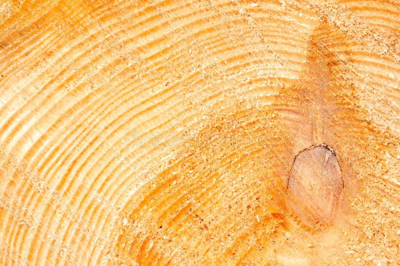 Wood Texture Banner- Spruce Cross Section Stock Image - Image of rough ...