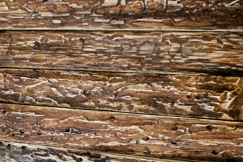 119 Bark Beetle Patterns Stock Photos - Free & Royalty-Free Stock ...