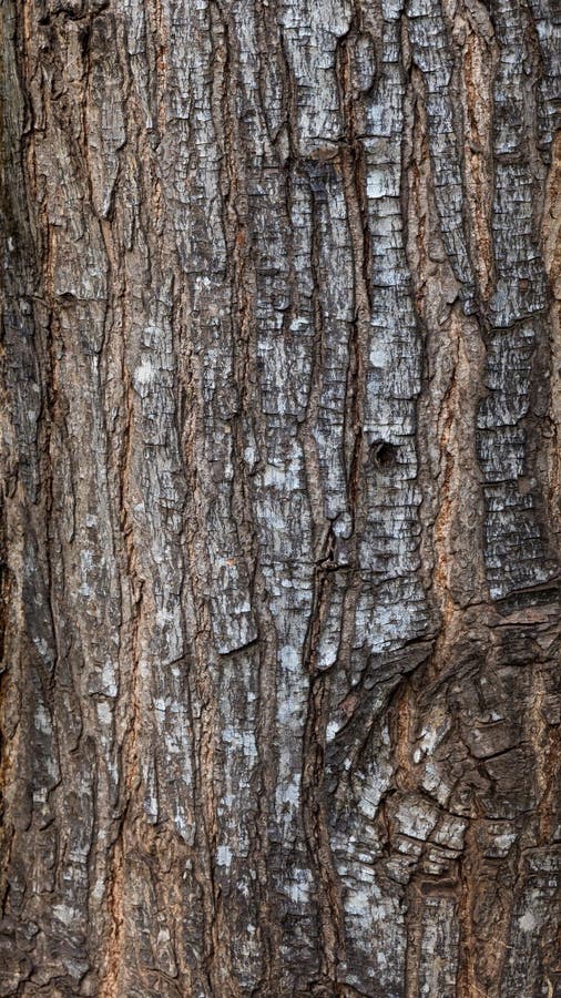 Wood Texture and Bark. Dry Tree Bark Texture Background. Stock Image ...