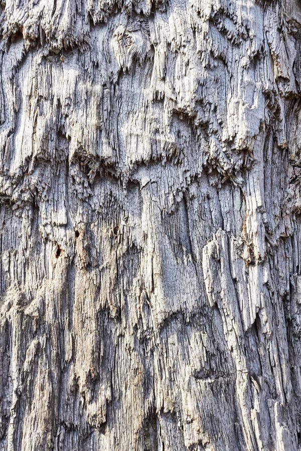 Wood Texture. Bark of a Tree Close-up. Tree. Gray Wood Texture. the ...
