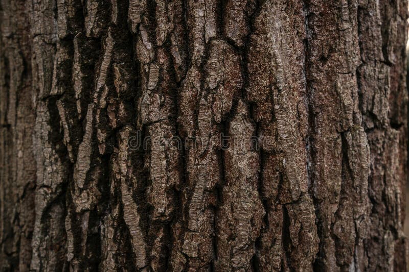 Background texture tree stock image. Image of nature - 272230837
